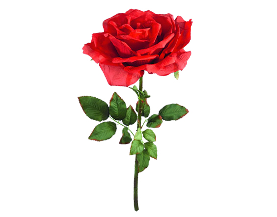 Rose de St Valentin - Decovitrines